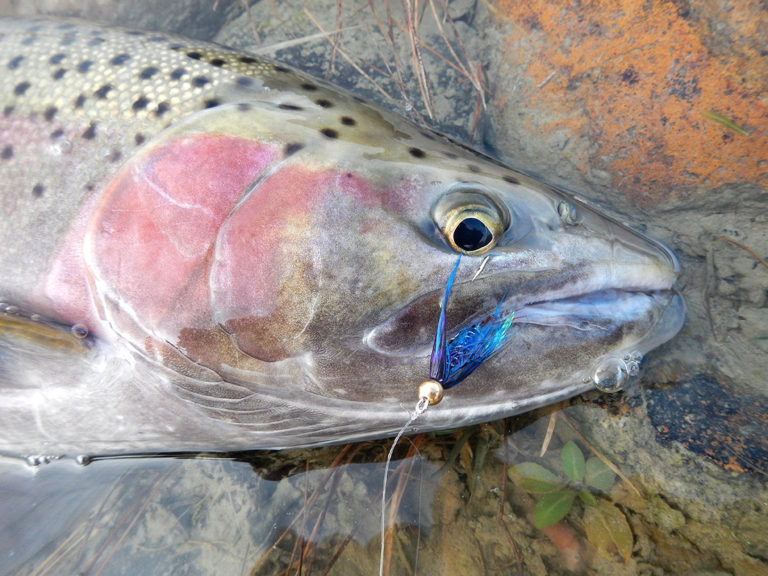 How Fish See Color - Dennis Dauble Books